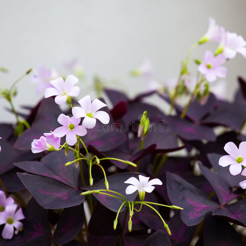 Oxalis Triangularis (false Shamrock) Stock Photo - Image of shamrock ...