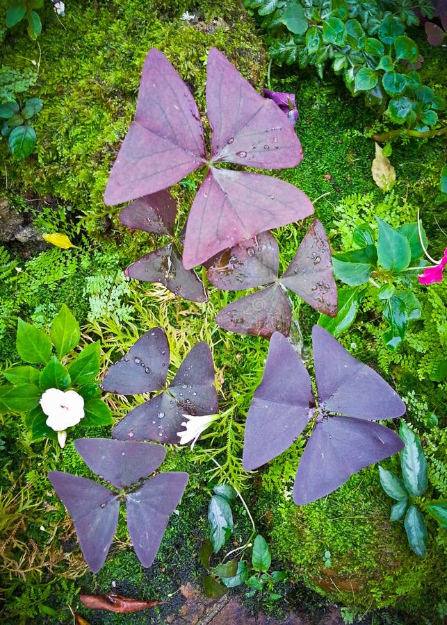 Oxalis Triangularis or False Shamrock Stock Image - Image of colorful ...