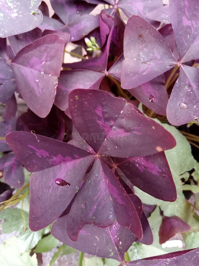 Oxalis Triangularis False Shamrock Plant , Unique Purple Leaves Stock ...