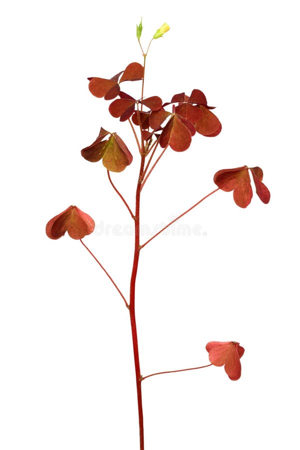 Oxalis Triangularis Flor Aislada Foto de archivo - Imagen de color ...