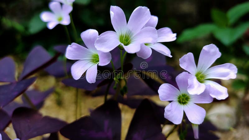 Oxalis Triangularis Flor De Mariposa Con Hojas Moradas Con Corona ...