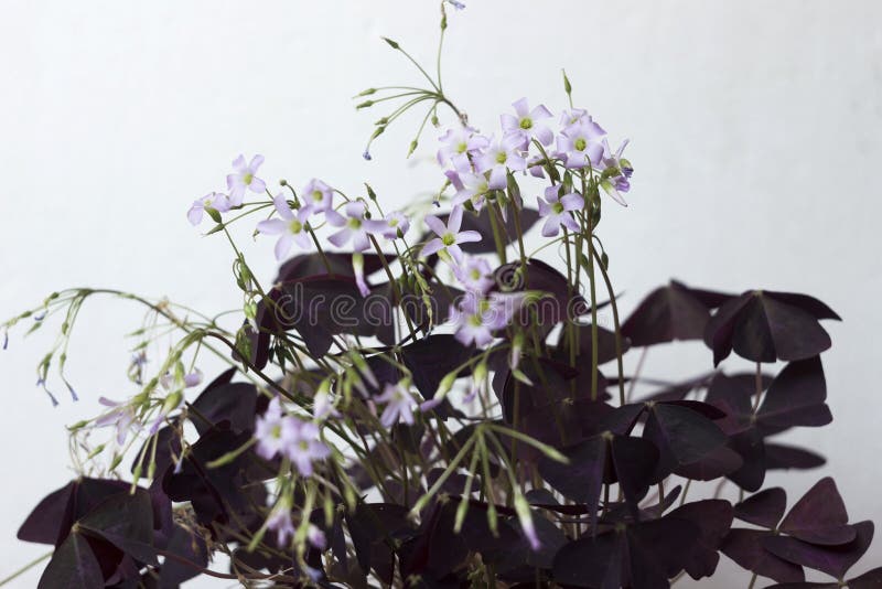 Oxalis Triangularis Flor Planta Interior Con Hojas Triangulares Moradas ...