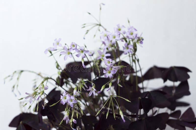 Oxalis Triangularis Flor Planta Interior Con Hojas Triangulares Moradas ...