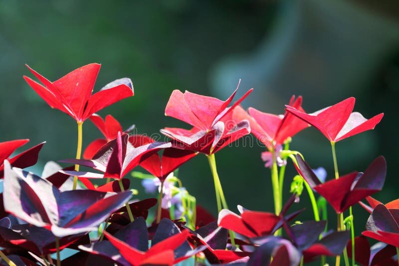Oxalis triangularis stock image. Image of floral, blossom - 53643453