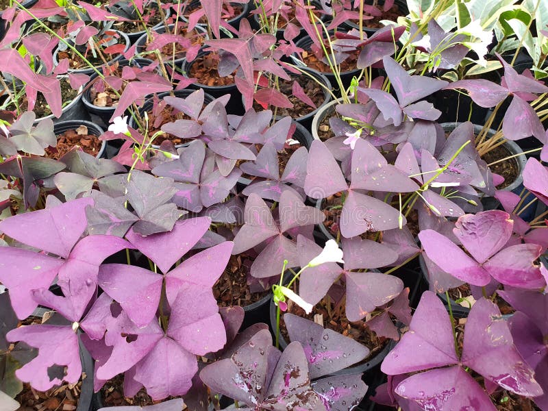 Oxalis Triangularis is a Herbaceous Plant with Purple or Pink ...