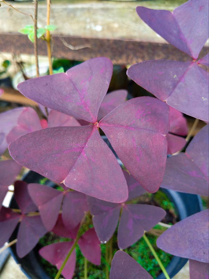 Oxalis Triangularis Leaves in Purple Color Stock Photo - Image of ...