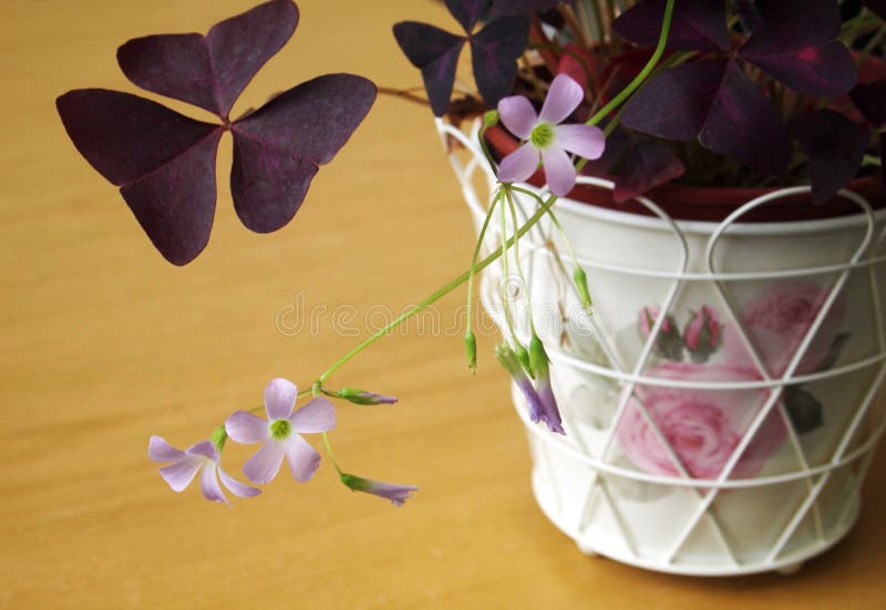 Oxalis Triangularis - Ornamental Potted Plant Stock Photo - Image of ...