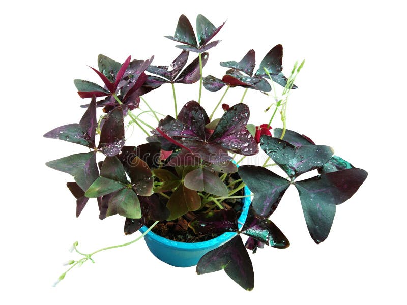 Purple Shamrock (Oxalis Regnellii Atropurpurea) Stock Photo - Image of ...