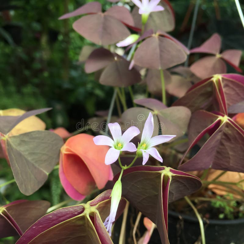 Oxalis triangularis foto de stock. Imagem de botânica - 250528508