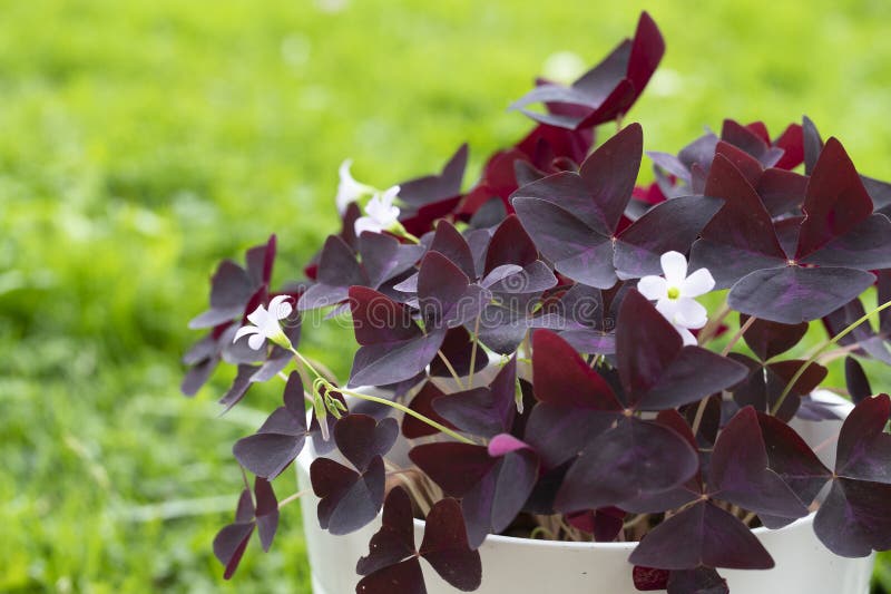 Oxalis Triangularis Purple, Outdoors in a White Pot. Stock Image ...