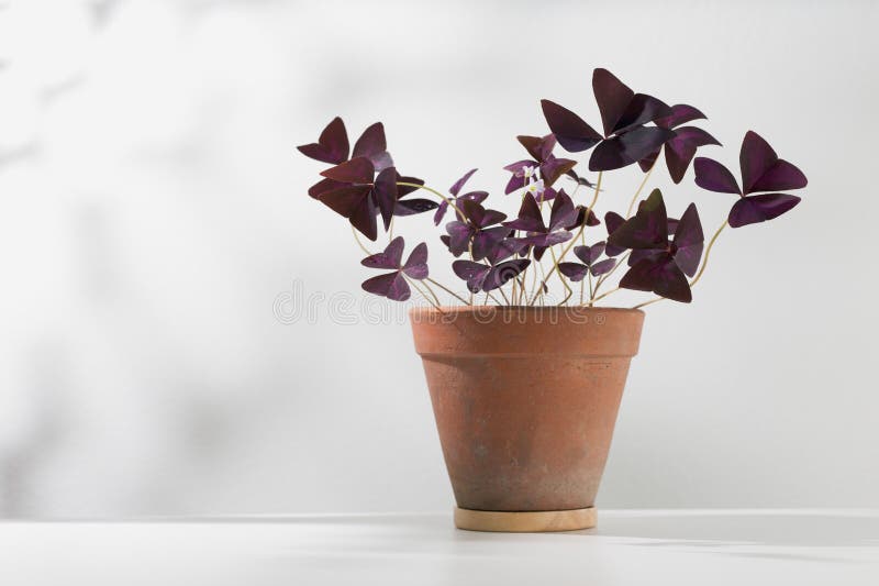 Oxalis Triangularis or Purple Shamrock Stock Photo - Image of sorrels ...
