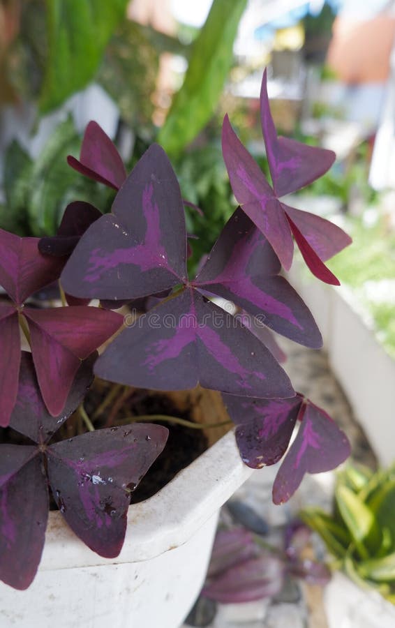 Oxalis Triangularis Purple Shamrock Plant Stock Image - Image of ...