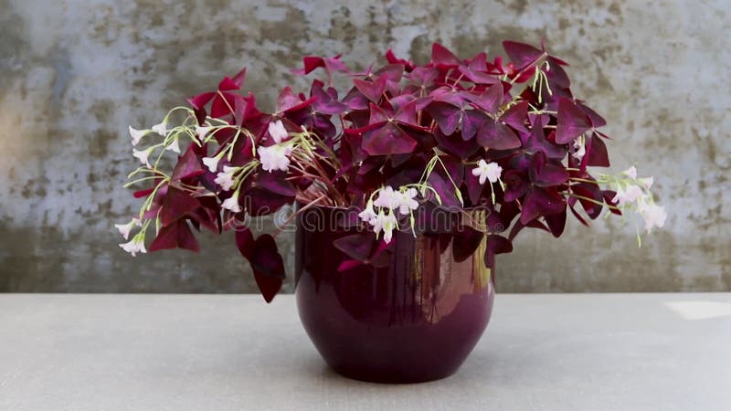 Oxalis Triangularis Purple Shamrock Plant in Glossy Purple Planter ...