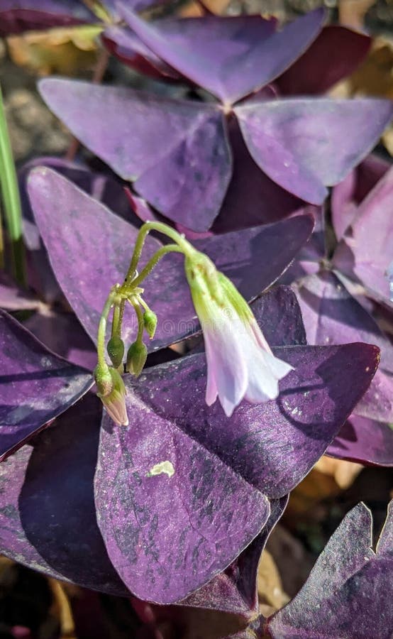 Oxalis Triangularis Purple stock photo. Image of plant - 346479080