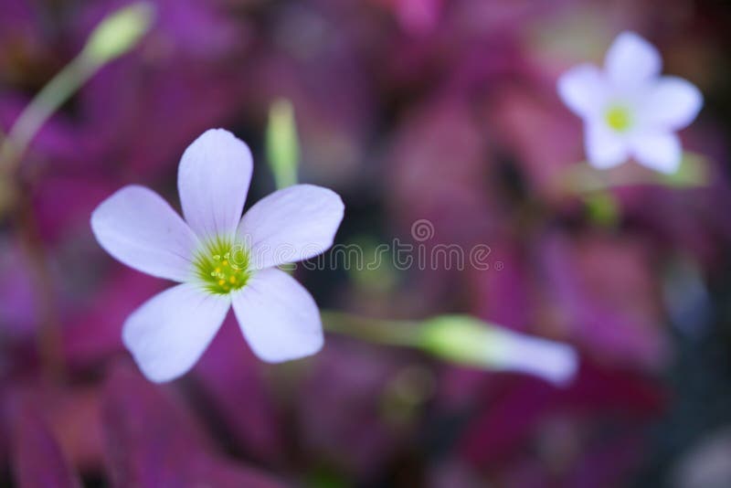 Oxalis triangularis stock photo. Image of soft, garden - 85968126