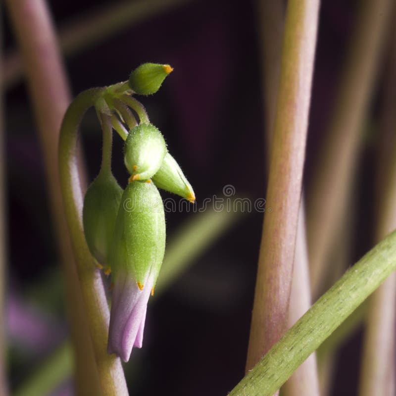 The Opening Bud of a Tropical Flower Stock Image - Image of spring ...
