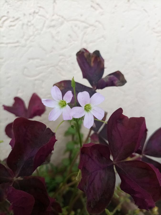 Oxalis Triangularis with Stunning Pale Pink Flowers Stock Photo - Image ...