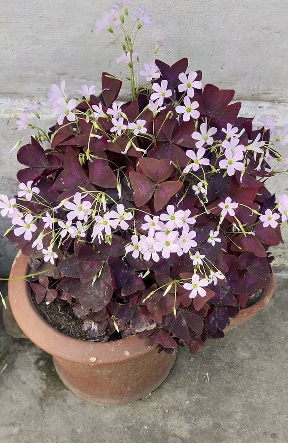 Oxalis Triangularis Sunny Shamrock,pink Flowers, Purple Shamrock,false ...