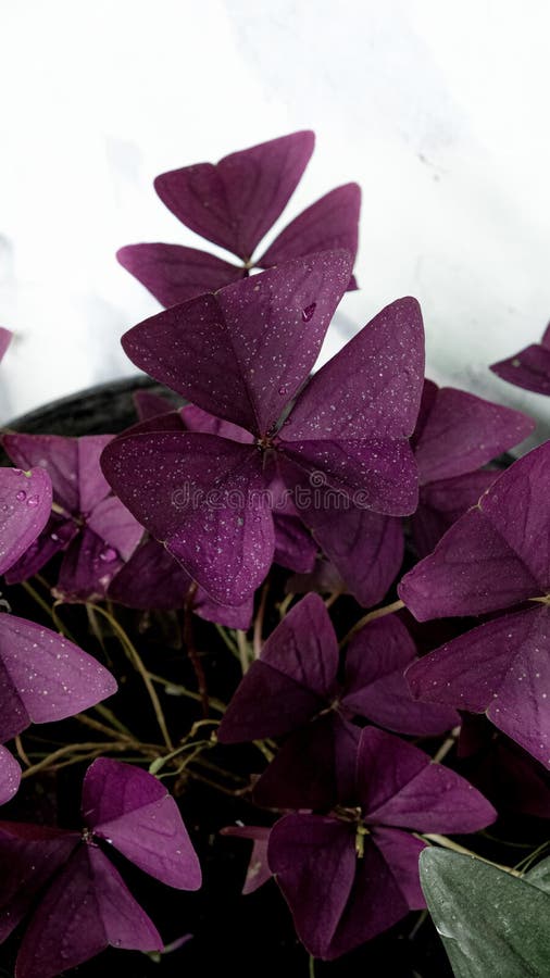 Oxalis triangularis foto de stock. Imagem de jardim - 210639416