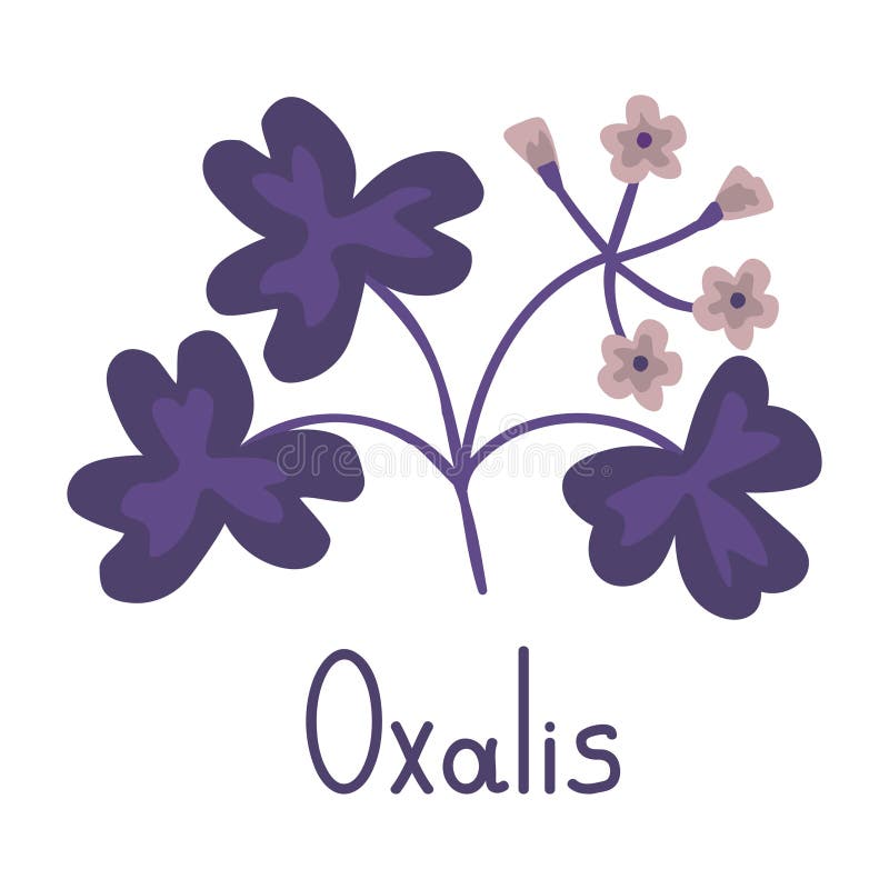 Oxalis Vector Stock Illustrations – 204 Oxalis Vector Stock ...