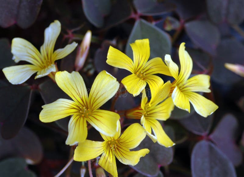 Yellow woodsorrel flowers stock photo. Image of clover - 931316