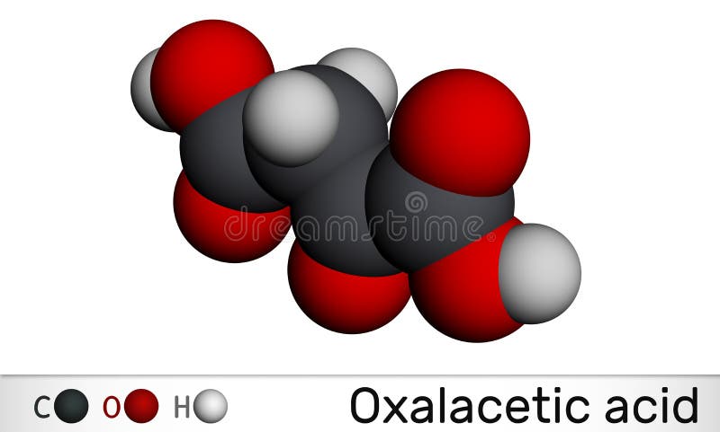 Oxaloacetic Acid Or Oxaloacetate Metabolic Intermediate Molecule