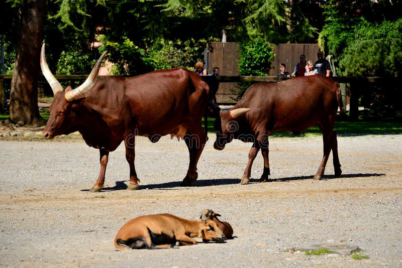 Oxar fotografering för bildbyråer. Bild av djurliv, vild - 44162553