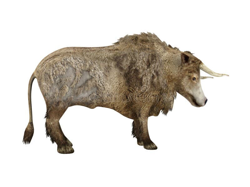 Oxe Stock Illustrationer, Vektorer, & Clipart – (1,613 Stock ...