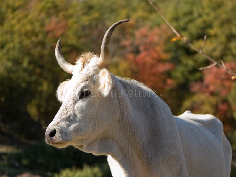 OXEN stock photo. Image of cows, bull, oxen, ranching - 18068862