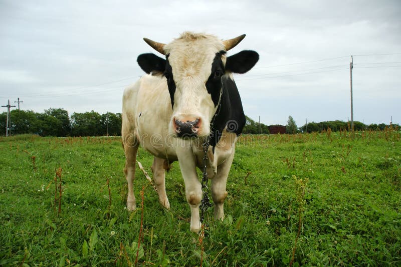 Oxen stock image. Image of pasture, green, summer, domestic - 6062535