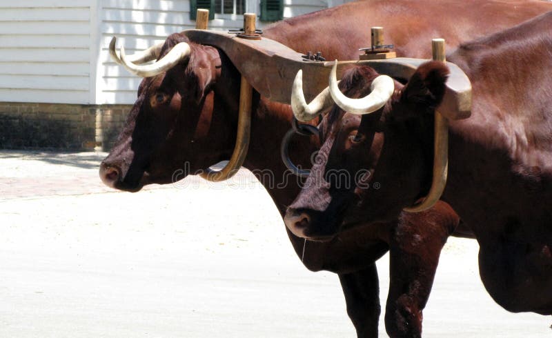 Oxen stock photo. Image of williamsburg, snout, animal - 6201842
