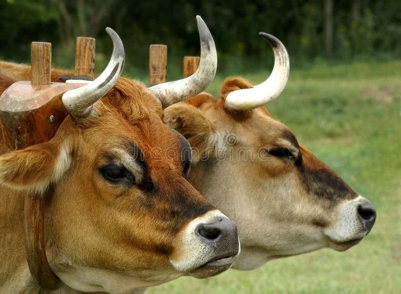 Oxen Harness stock image. Image of harness, animals, hanging - 1237025