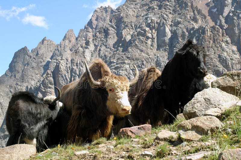 Oxen and cow stock photo. Image of horn, stone, hill - 22040008