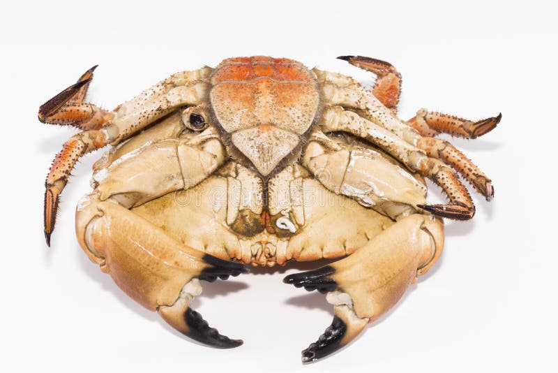 264 Red Oxen Stock Photos - Free & Royalty-Free Stock Photos from ...