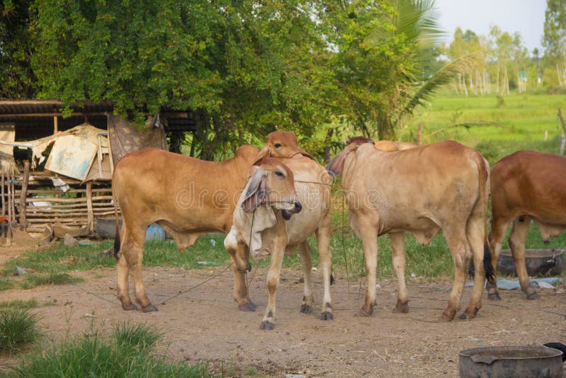 Oxen stock image. Image of farming, greenery, pulling - 98119981