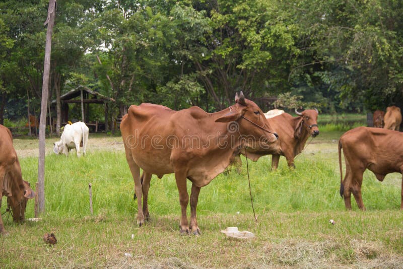 Oxen stock image. Image of land, means, greenery, rural - 98120081