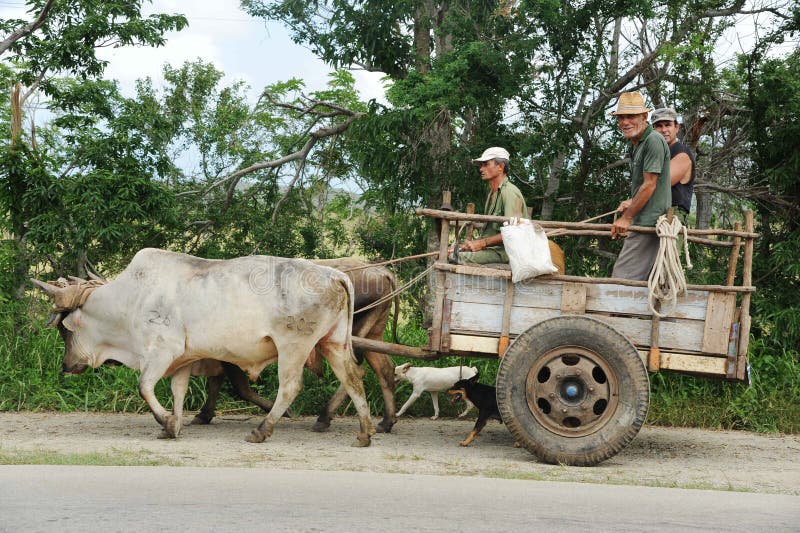 Oxen Pulling Wagon