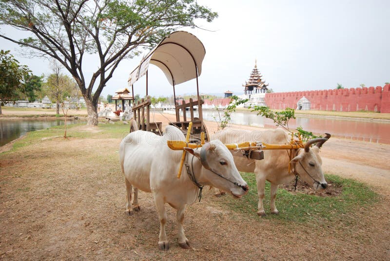 The oxen pulling ox cart stock image. Image of east, thailand - 25374023