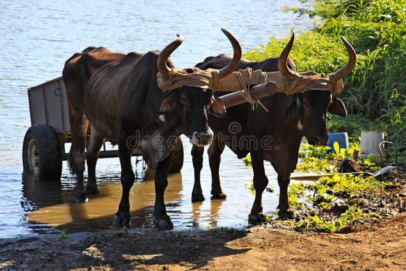 Oxen Pulling Load Stock Photos - Free & Royalty-Free Stock Photos from ...