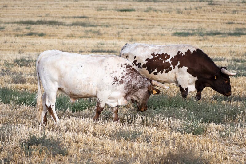 Oxen in the Stubble Feeding Stock Photo - Image of eating, background ...