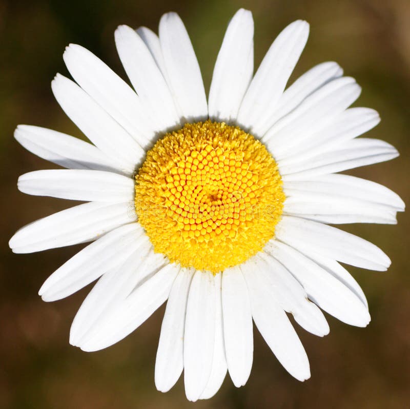 Oxeye daisy stock photo. Image of daisies, daisys, white - 1109608