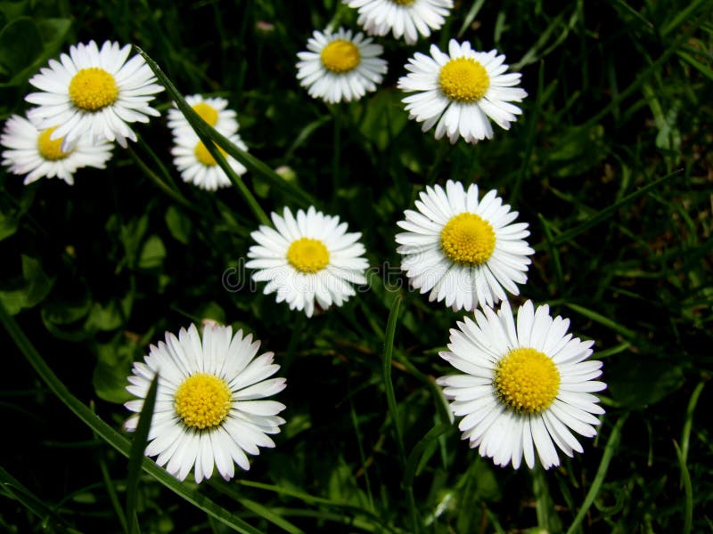 Oxeye Daisy flowers stock image. Image of macro, white - 14735865