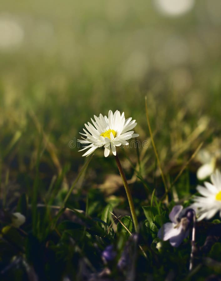 Oxeye Daisy in Early Morning Stock Photo - Image of botanic, blooming ...