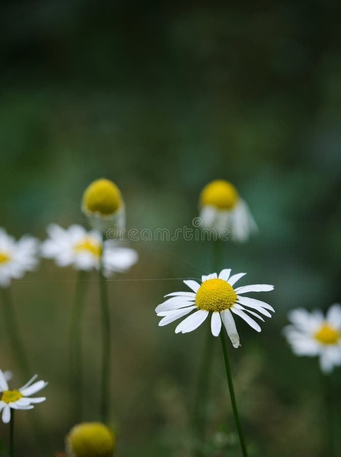 An Oxeye Daisy with Spider Web on it Stock Photo - Image of petals ...