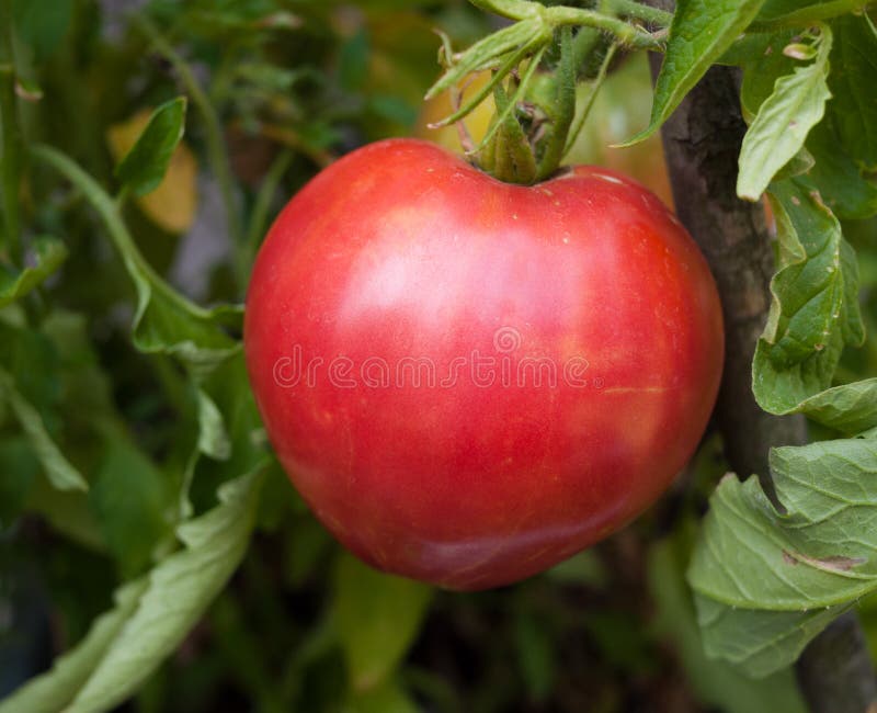 Oxheart Heirloom Tomato stock image. Image of colourful - 26276339