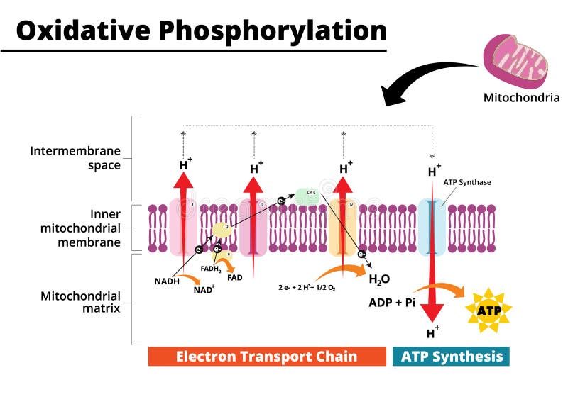 Electron Transport Chain Diagram Cellular Respiration