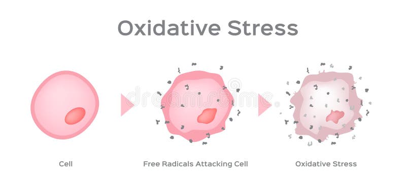 Oxidative Stress Cell Vector / Free Radical Stock Vector - Illustration ... Oxidative Stress Cell Vector / Free Radical Stock Vector - Illustration ...