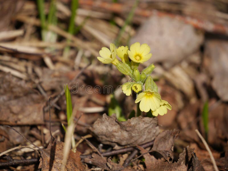 Oxlip Flowers, Primulae Flos Stock Photo - Image of medicinal, medicine ...