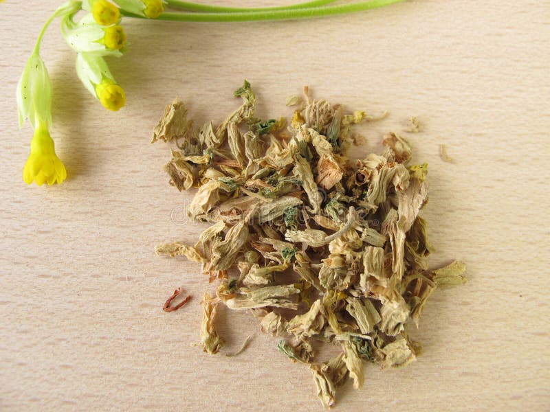 Primulae Flos Stock Photos - Free & Royalty-Free Stock Photos from ...