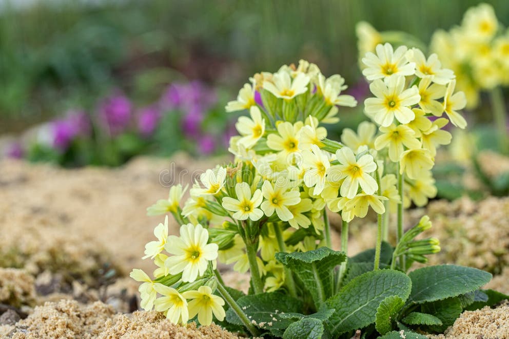 Oxlip (Primula Elatior). Space for Your Text Stock Image - Image of ...